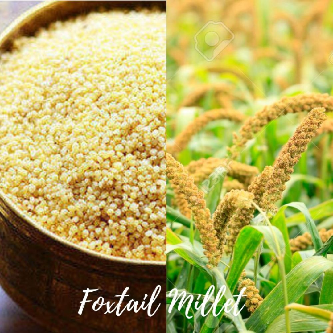 Foxtail Millet Whole Grain | Kangani | Gluten Free | No Chemicals | Hi ...